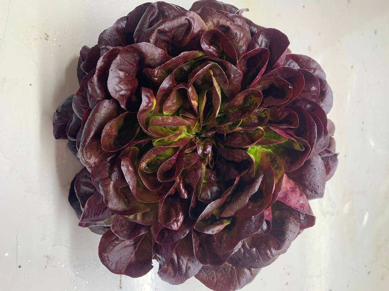LECHUGA SALANOVA ROJA - Cantamisina
